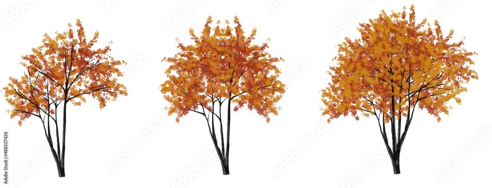 Maple tree side view isolated on white background for landscape and ...