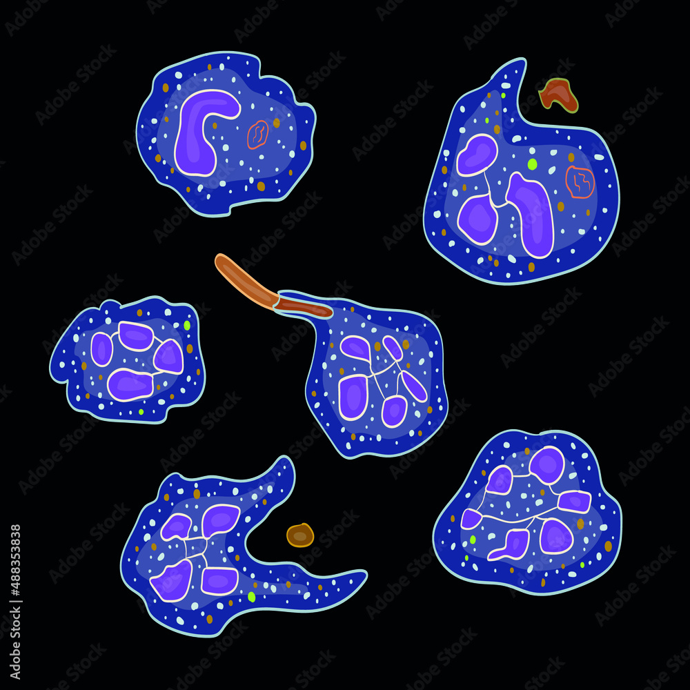 Innate immune system: neutrophils cells, vector illustration Stock ...