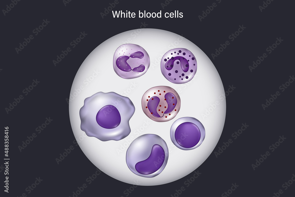 White blood cells under a microscope. Neutrophil, Eosinophil, Basophil ...