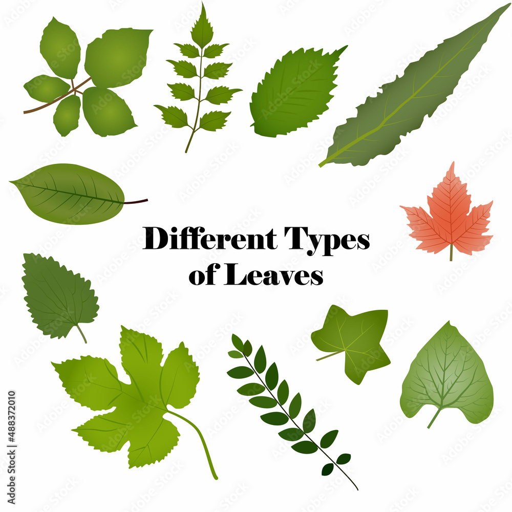 Different Types Of Leaves And Their Names