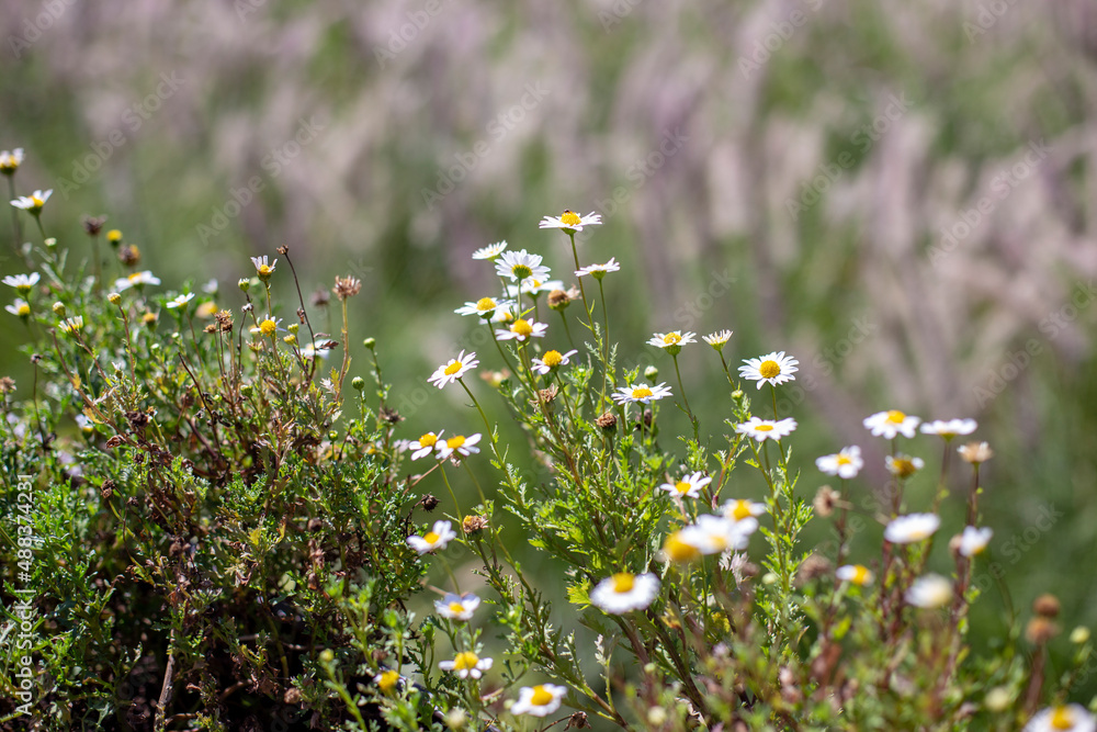 Blooming of Erigeron karvinskianus also known as Mexican daisy, Spanish ...