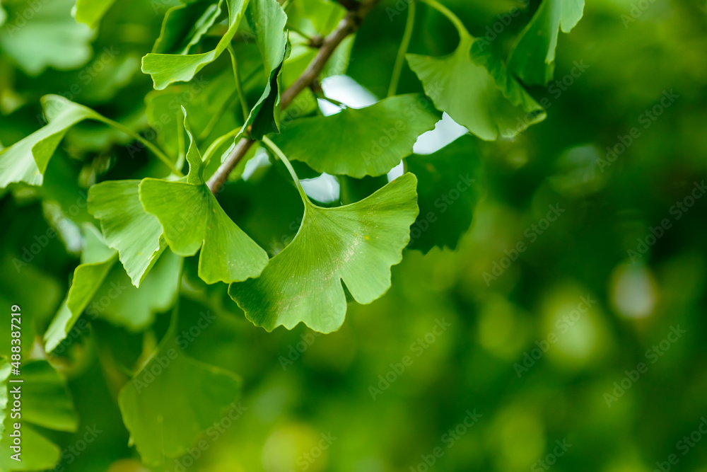 Ginkgo ( lat. Ginkgo ) is a genus of deciduous gymnosperms relict ...