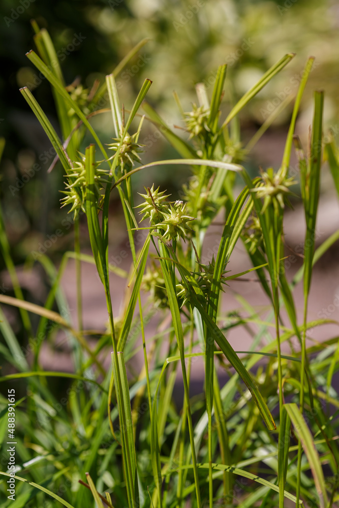 Carex grayi known as Gray's sedge in garden. Decorative grasses and ...