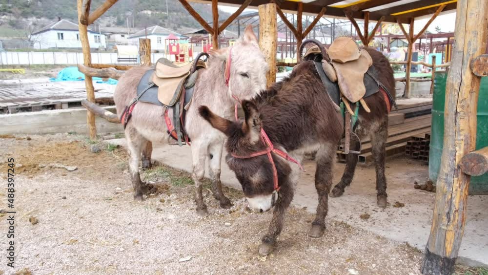 Two donkeys in a traditional village stand in a stall. Domestic animals ...