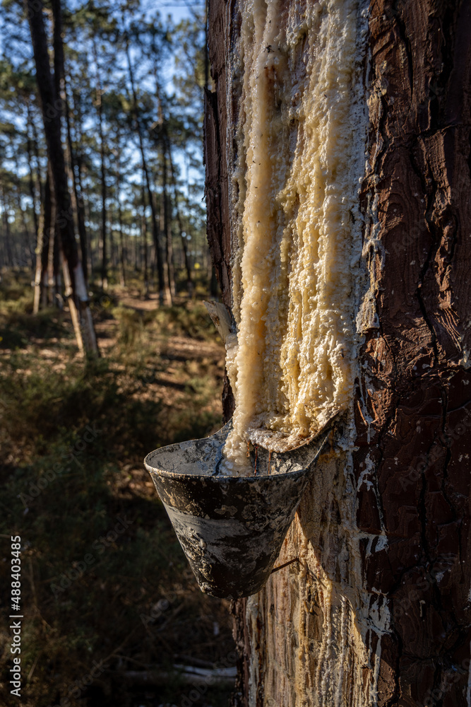 Extraction of natural resin from pine tree trunks Stock Photo | Adobe Stock