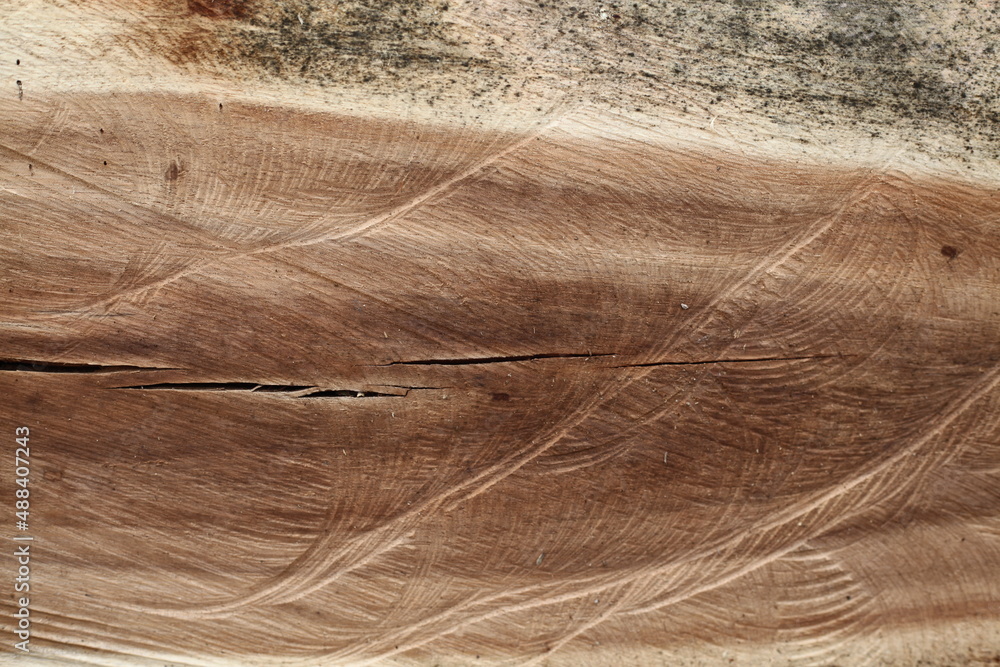 Wood texture of Samanea saman tree Stock Photo | Adobe Stock
