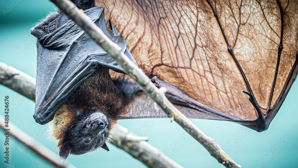 Fledermaus Stock Photo | Adobe Stock