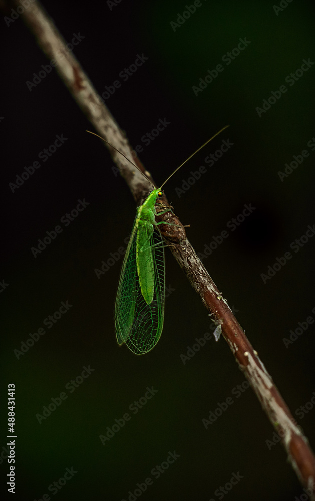 The golden-eyed green fly. Macrophotography of a large golden eye on a ...