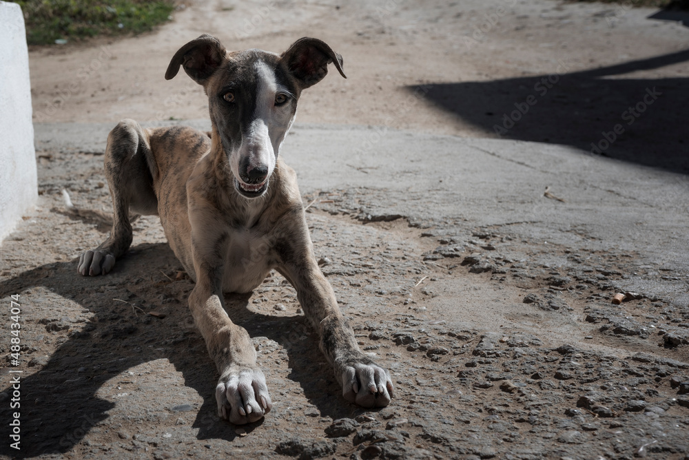 Cachorro de pura raza galgo español con la cara de tricolor blanca ...