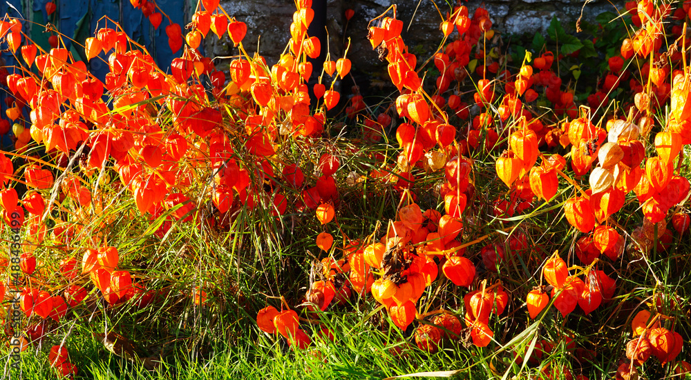 Orange Chinese lantern flowers, which hang down. They are also known as ...