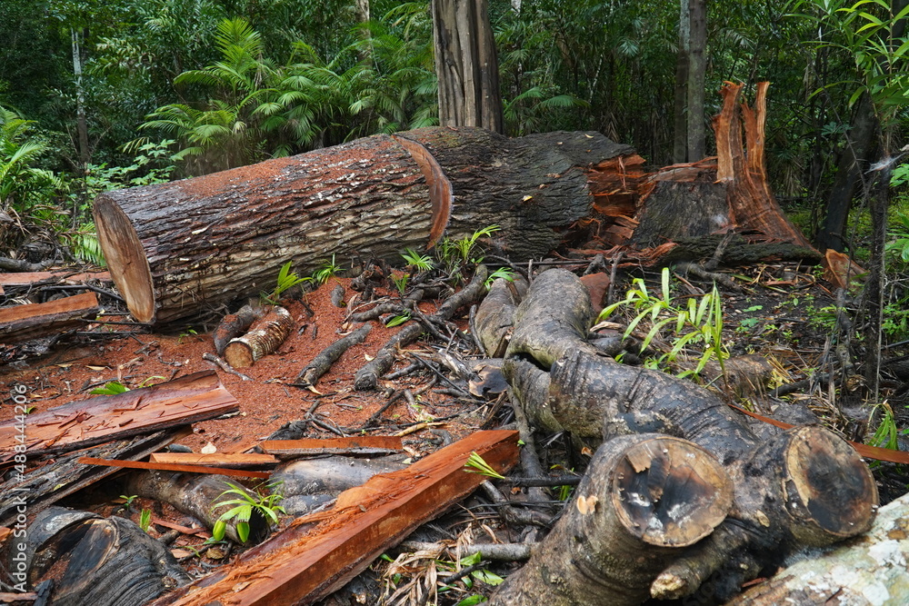 Deforestation of the Brazilian rainforest in the Amazon. Sawed down ...