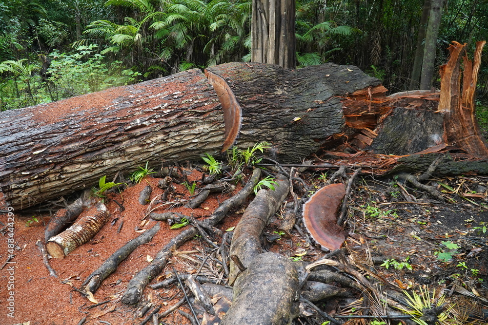 Deforestation of the Brazilian rainforest in the Amazon. Sawed down ...