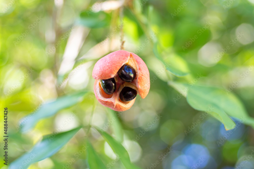 ackee fruit considered a dietary food in Jamaica and the Caribbean ...