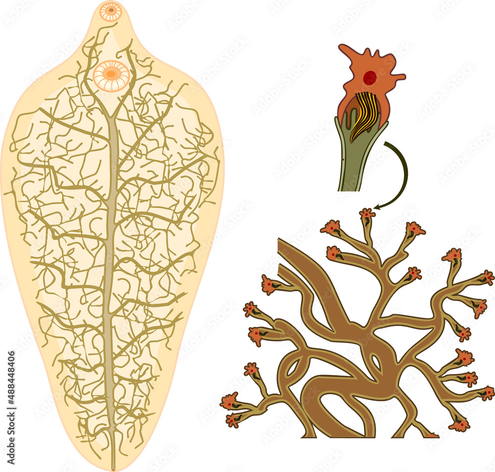 Excretory system (protonephridia and flame cell) of Sheep liver fluke ...