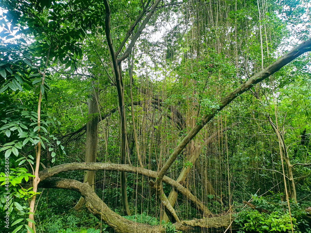 banyan tree in forest Stock Photo | Adobe Stock