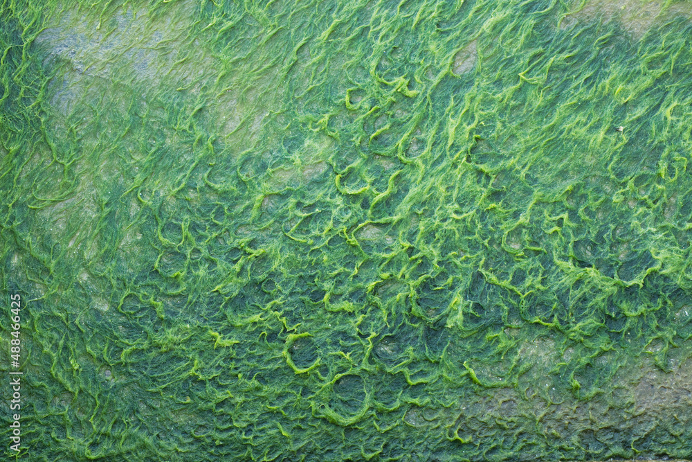 Green background of algae seaweed. Stone with bright seaweed closeup ...