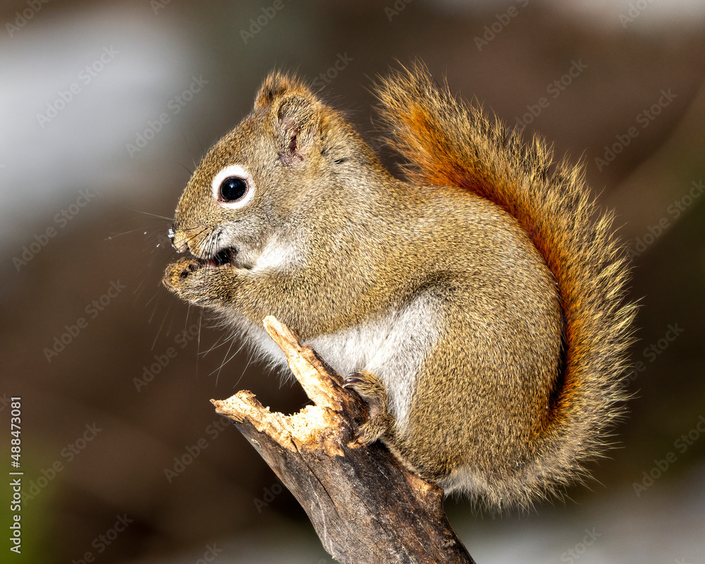 Squirrel Photo and Image. Close-up profile side view in the forest ...