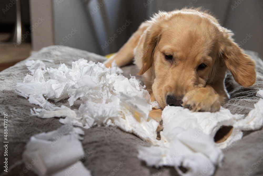 Golden retriever puppy chewing and tearing toilet paper making a mess ...