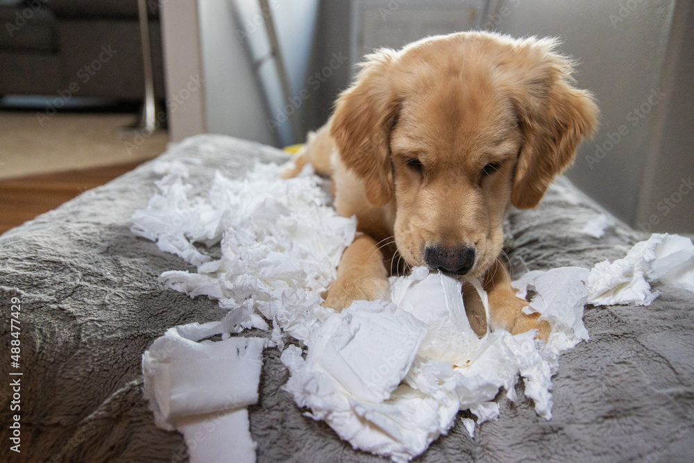 Why Does My Dog Eat Toilet Paper And Kleenex why-does-my-dog-eat-toilet-paper-and-kleenex