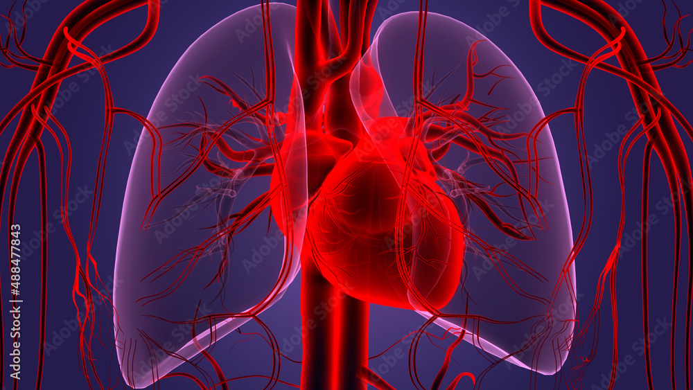 Human Circulatory System Heart Anatomy Stock Illustration | Adobe Stock