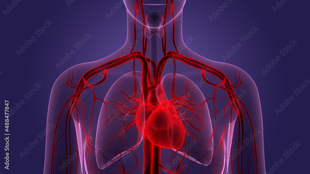 Human Circulatory System Heart Anatomy Stock Illustration | Adobe Stock