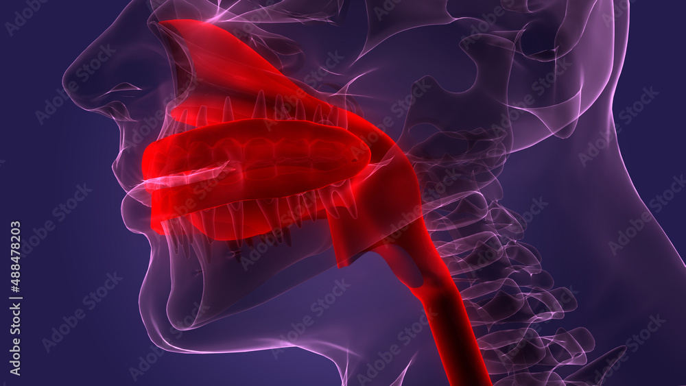 Human Digestive System Mouth Anatomy Stock Illustration | Adobe Stock