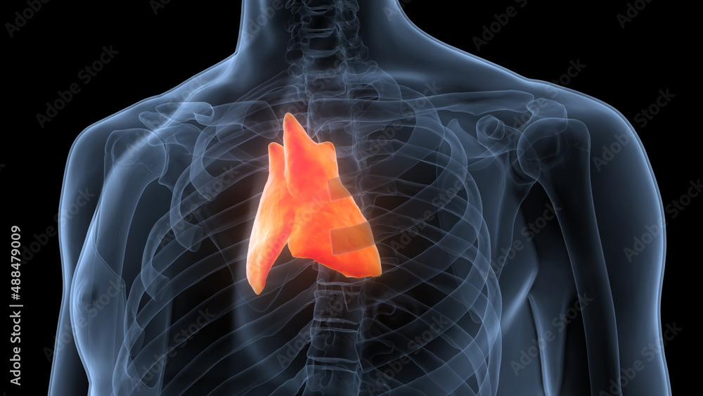 Human Body Glands Thymus Gland Anatomy Stock Illustration | Adobe Stock