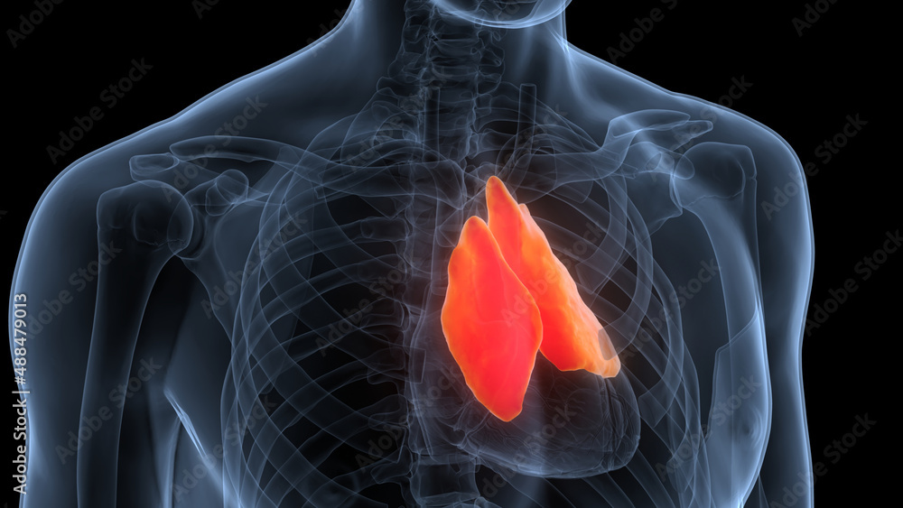 Human Body Glands Thymus Gland Anatomy Stock Illustration | Adobe Stock