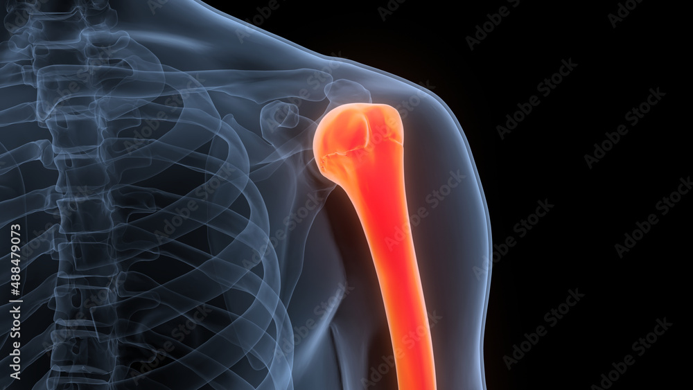 Human Skeleton System Humerus Bone Joints Anatomy Stock Illustration ...