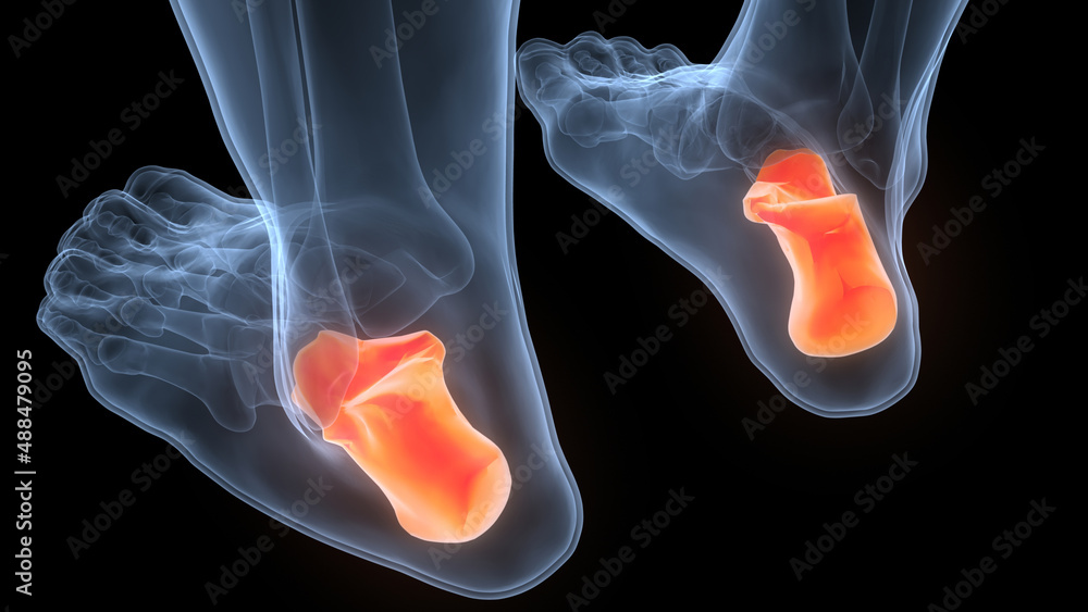 Human Skeleton System Calcaneus Bone Joints Anatomy Stock Illustration ...