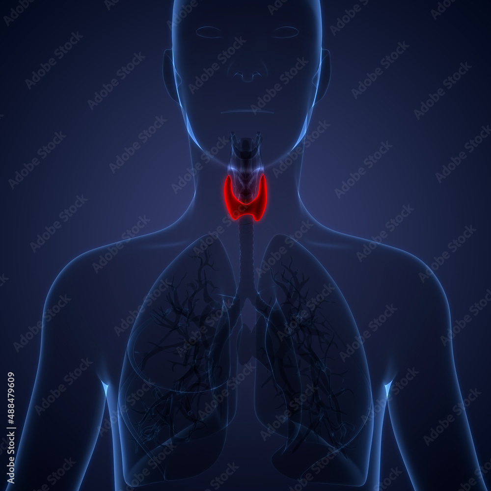 Human Body Glands Thyroid Gland Anatomy Stock Illustration | Adobe Stock