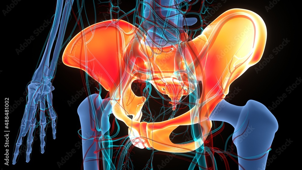 Human Skeleton System Pelvic Girdle Bone Joints Anatomy Stock ...