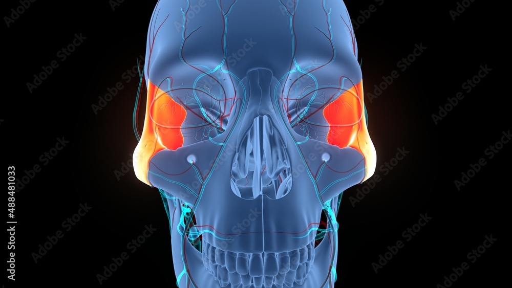 Human Skeleton System Skull Bone Parts Zygomatic Bone Anatomy Stock ...