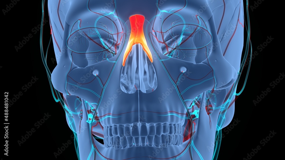 Human Skeleton System Skull Bone Parts Nasal Bones Anatomy Stock ...