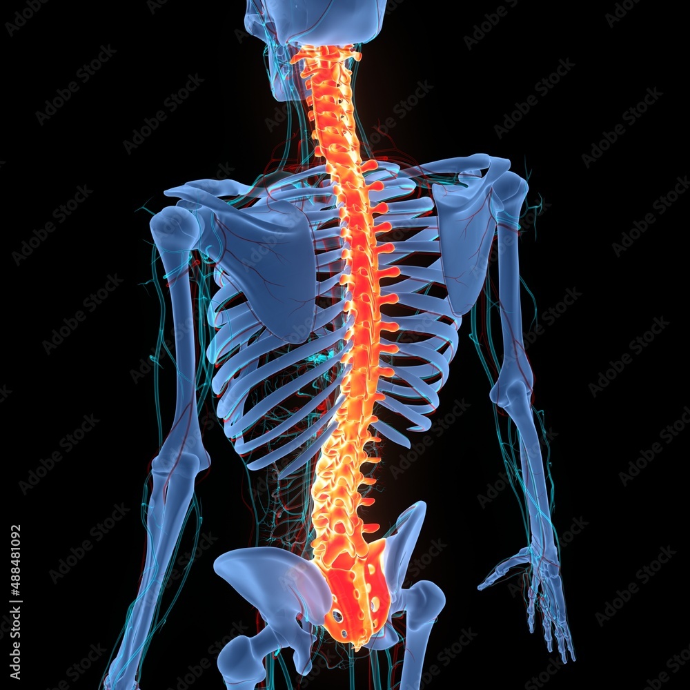 Spinal Cord Vertebral Column of Human Skeleton System Anatomy Stock ...