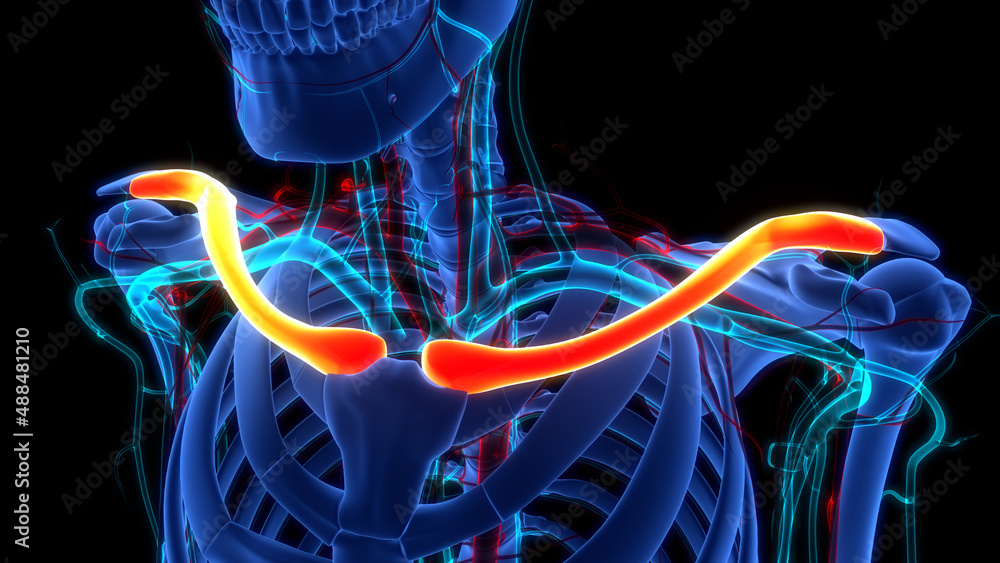 Human Skeleton System Clavicle Bone Joints Anatomy Stock Illustration ...