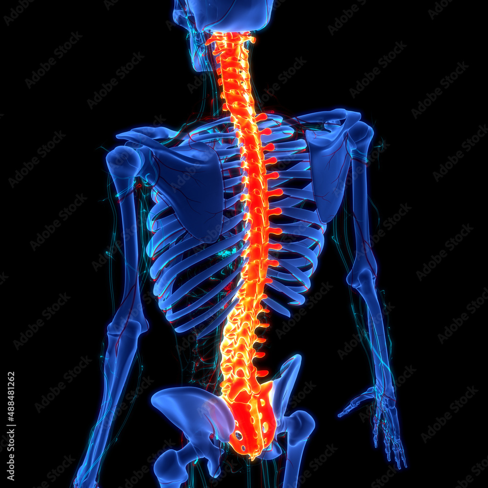 Spinal Cord Vertebral Column of Human Skeleton System Anatomy Stock ...
