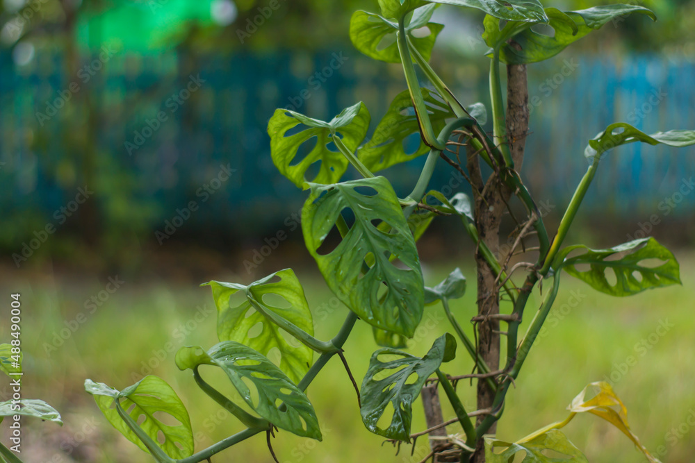 Monstera Acuminata, Monstera Adansonii, Monstera Obliqua are plants ...