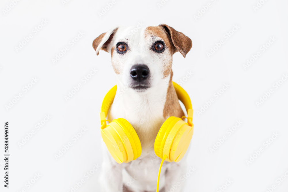 Cute Dogs With Headphones