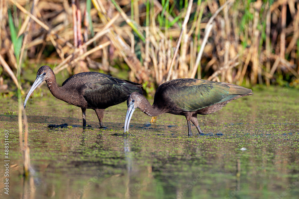 The glossy ibis (Plegadis falcinellus) is a water bird in the order ...