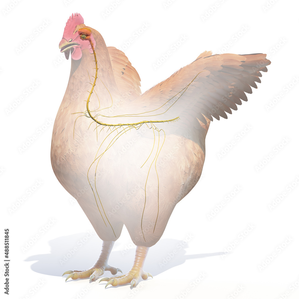 3d rendered illustration of a chickens anatomy - the nervous system ...