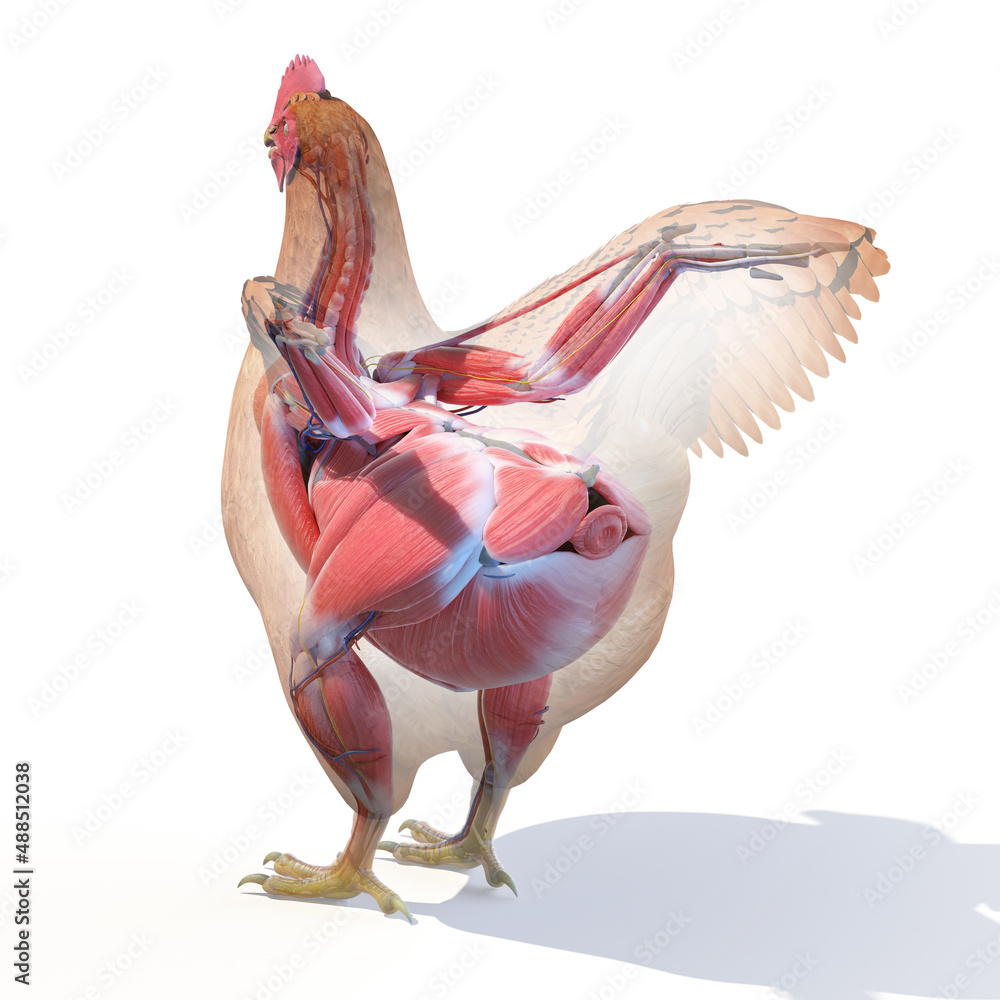 3d rendered illustration of a chickens anatomy - the muscles Stock ...