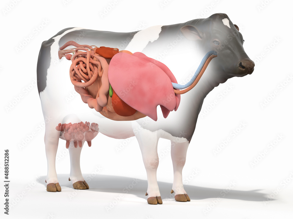 3d rendered illustration of a cows anatomy - the organs Stock ...