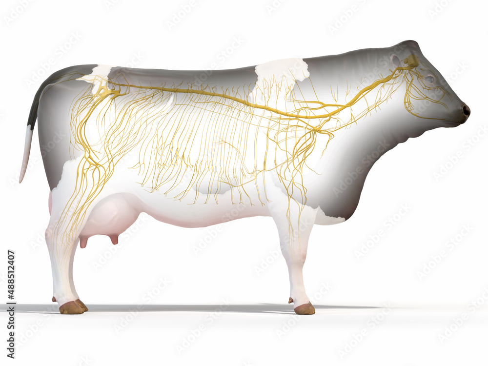 3d rendered illustration of a cows anatomy - the nervous system Stock ...