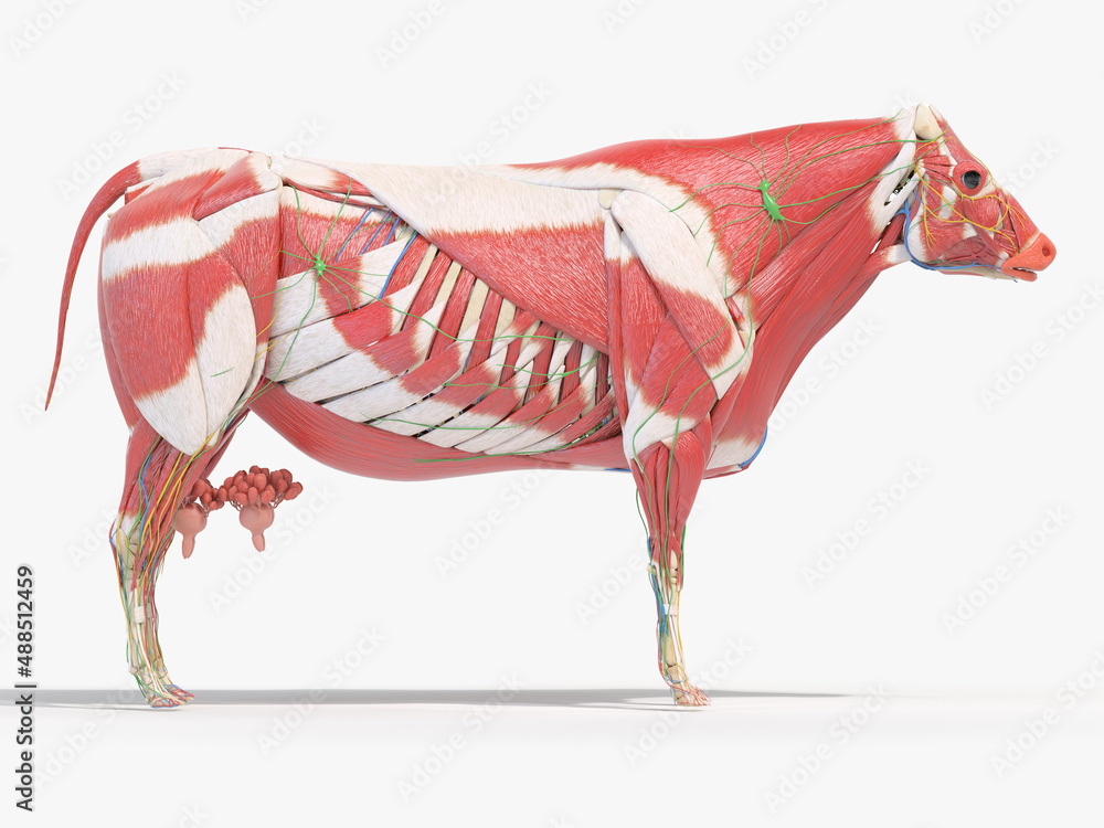 3d rendered illustration of a cows anatomy - the muscle system Stock ...