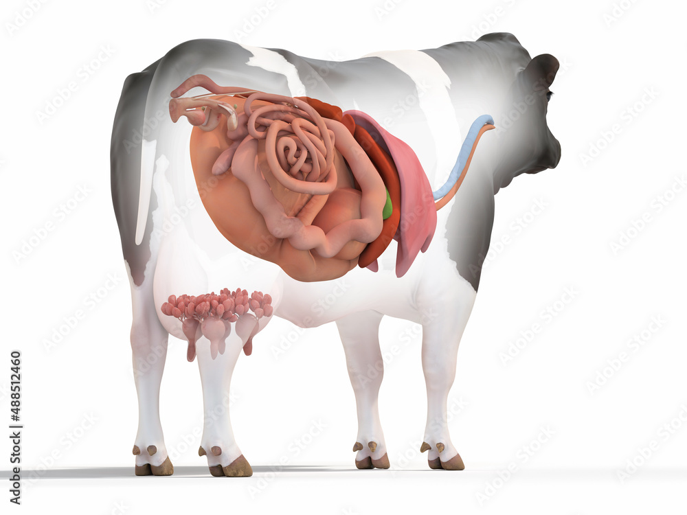 3d rendered illustration of a cows anatomy - the organs Stock ...