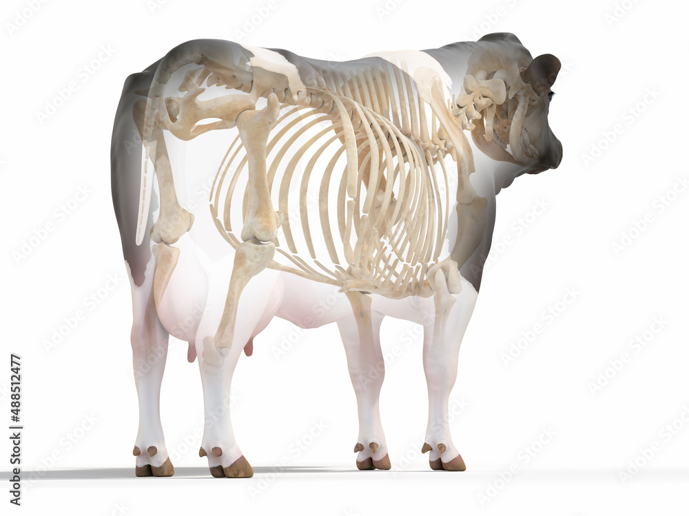 3d rendered illustration of a cows anatomy - the skeleton Stock ...