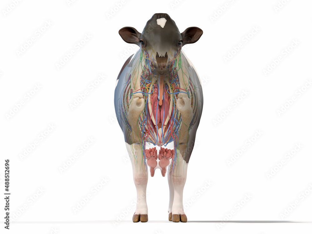 3d rendered illustration of a cows anatomy Stock Illustration | Adobe Stock