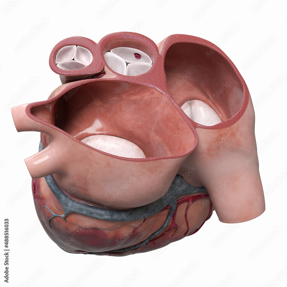 3d rendered illustration of a transverse heart cross-section ...