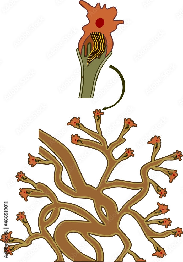 Protonephridia of flatworm with flame cell. Structure of excretory ...